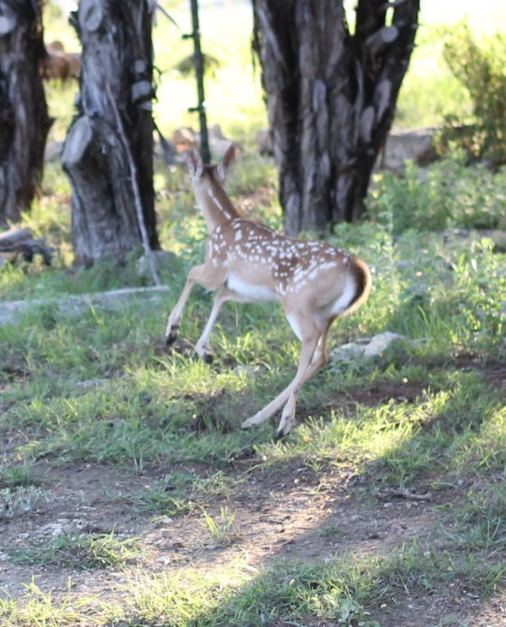 Deer in Lago Vista | Adventures with Rachel