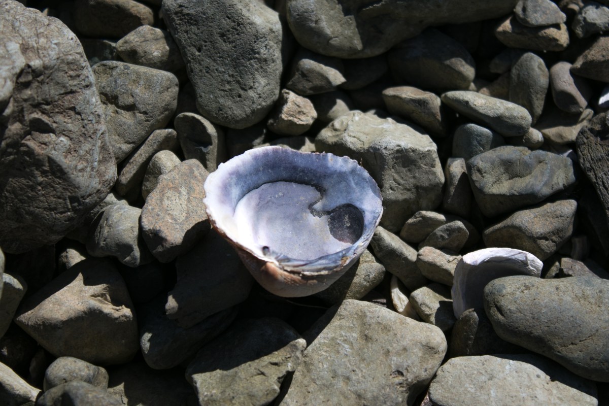 Cockle Hunting | Adventures with Rachel